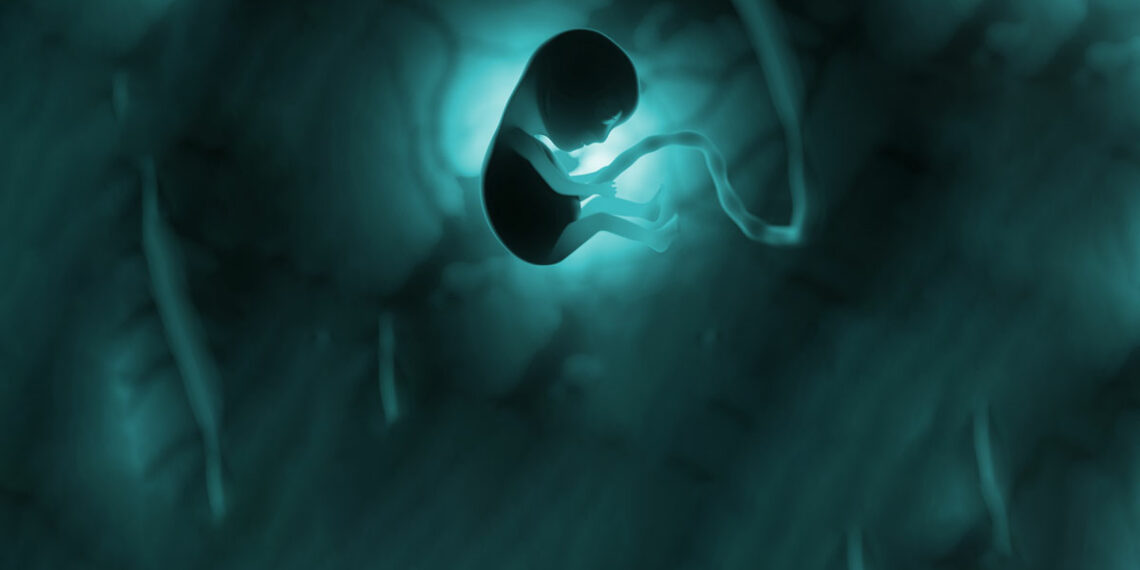 Embryo Grading Systems During Ivf Cycles North Cyprus Ivf